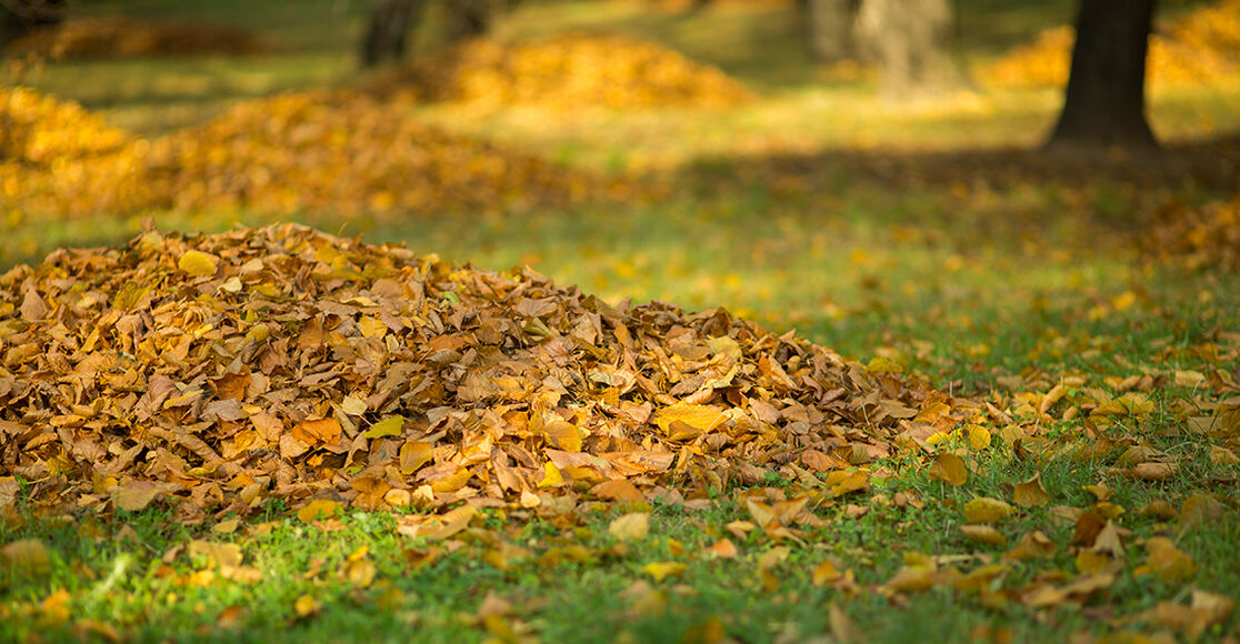 Five Tips to Make Fall Leaf Cleanup Fast and Easy | Troy-Bilt US