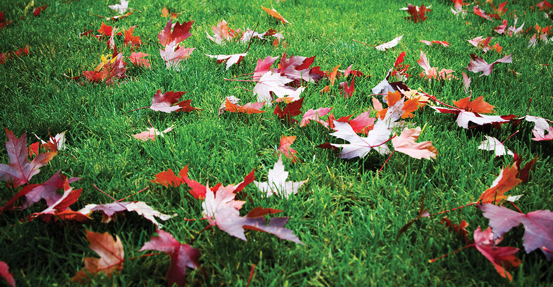 Fall Lawn Prep: Yardwork Tips for an Easy Spring | Troy-Bilt | Troy-Bilt US