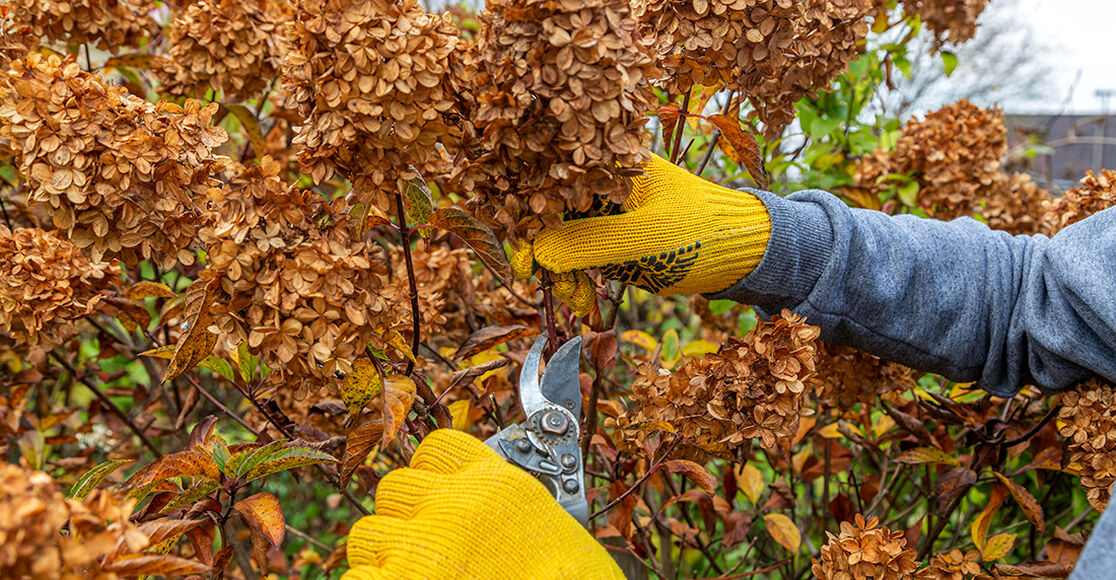 How and When to Prune Hydrangeas | Troy-Bilt US