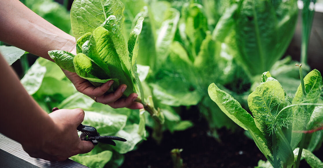 Six Vegetables to Plant in Fall Gardens | Troy-Bilt US