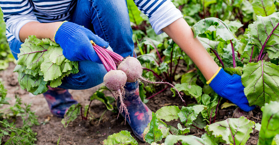 How to Succession Plant in Your Garden | Troy-Bilt® | Troy-Bilt US