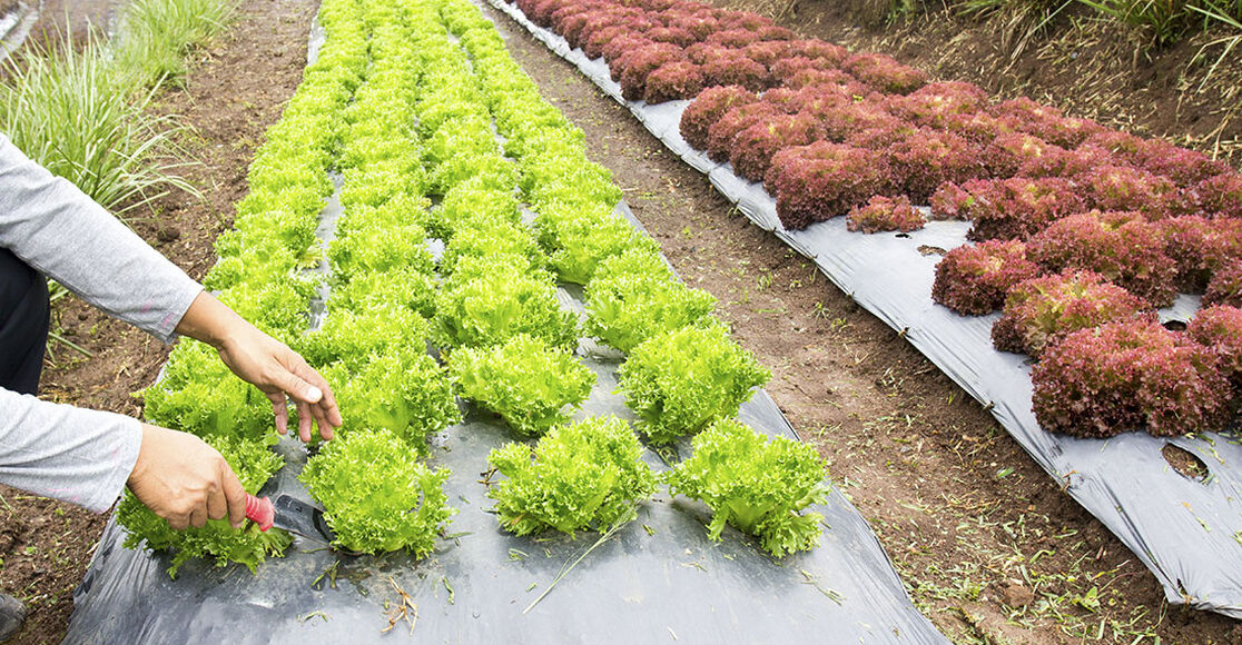 Plasticulture Gardening | Troy-Bilt | Troy-Bilt US