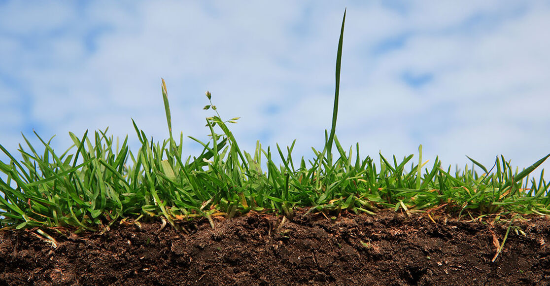 How to Grow Sod | Troy-Bilt | Troy-Bilt US