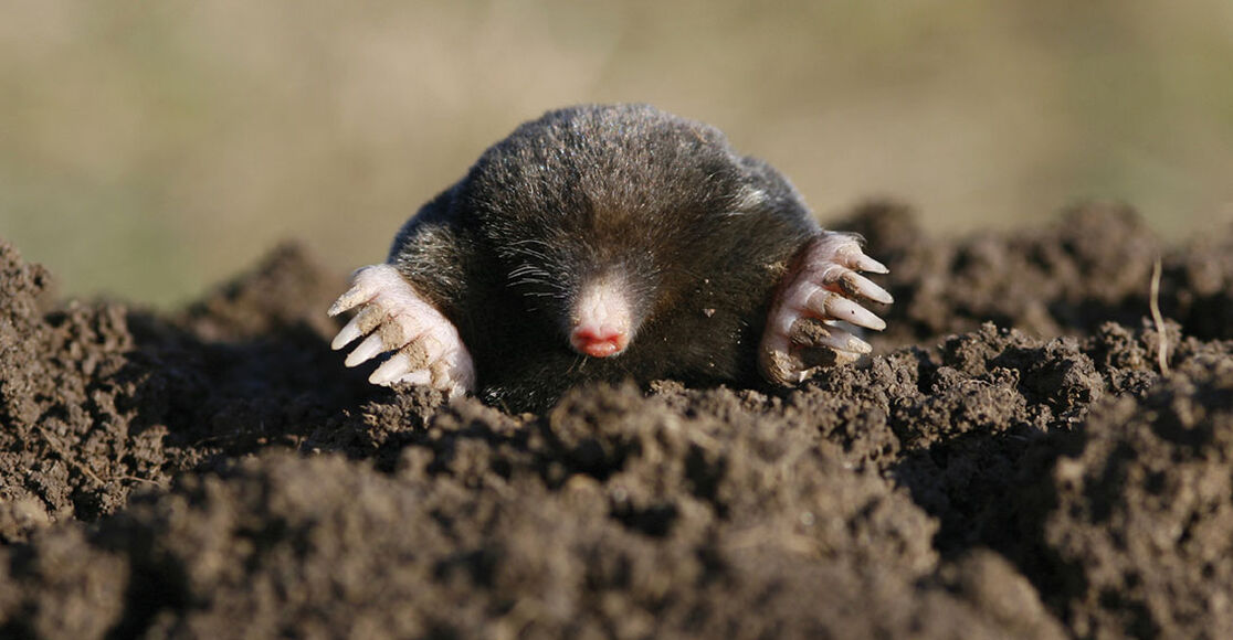 Mole and Vole Lawn Repair | Troy-Bilt | Troy-Bilt US